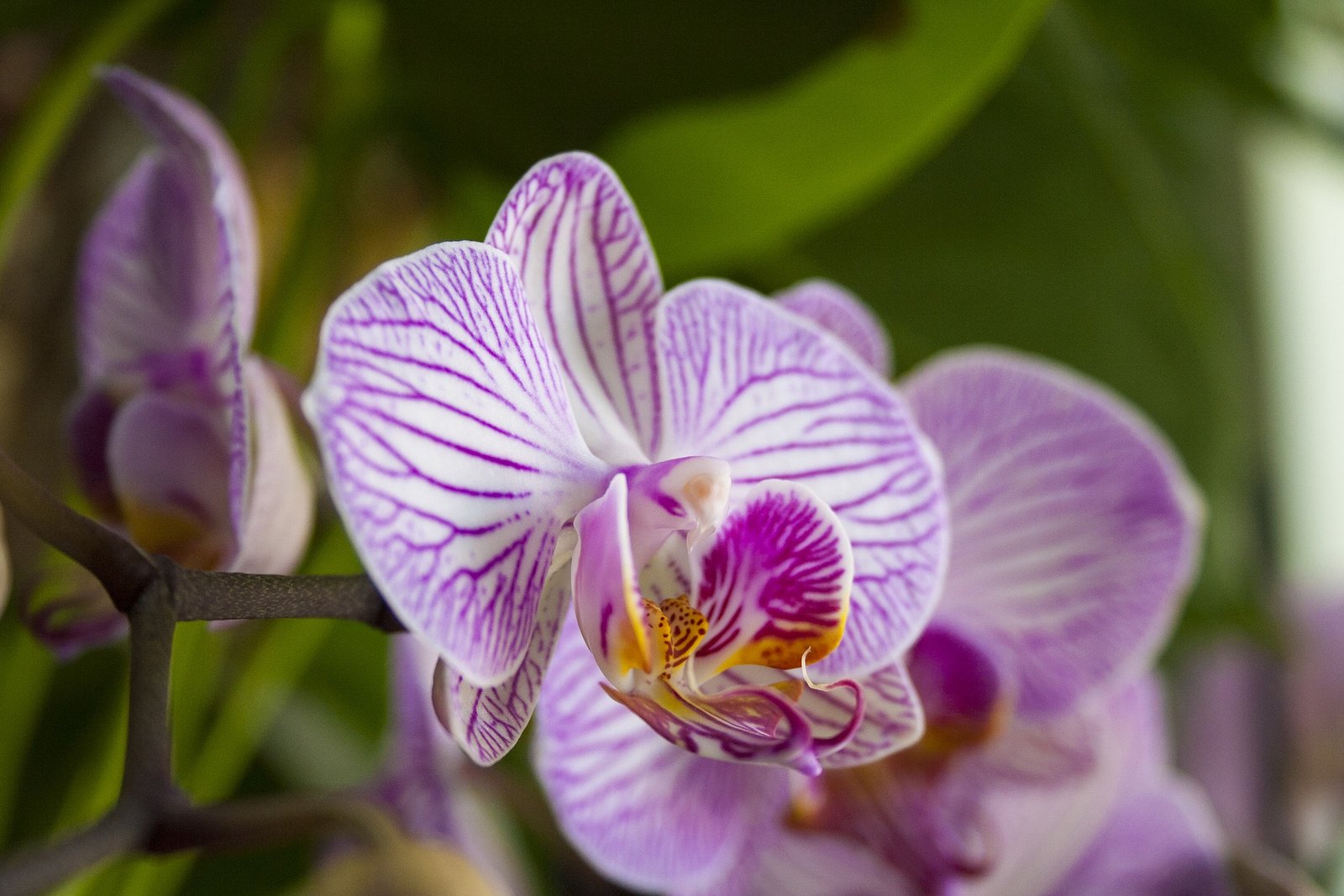 5 Dicas Para Cuidar de Orquideas